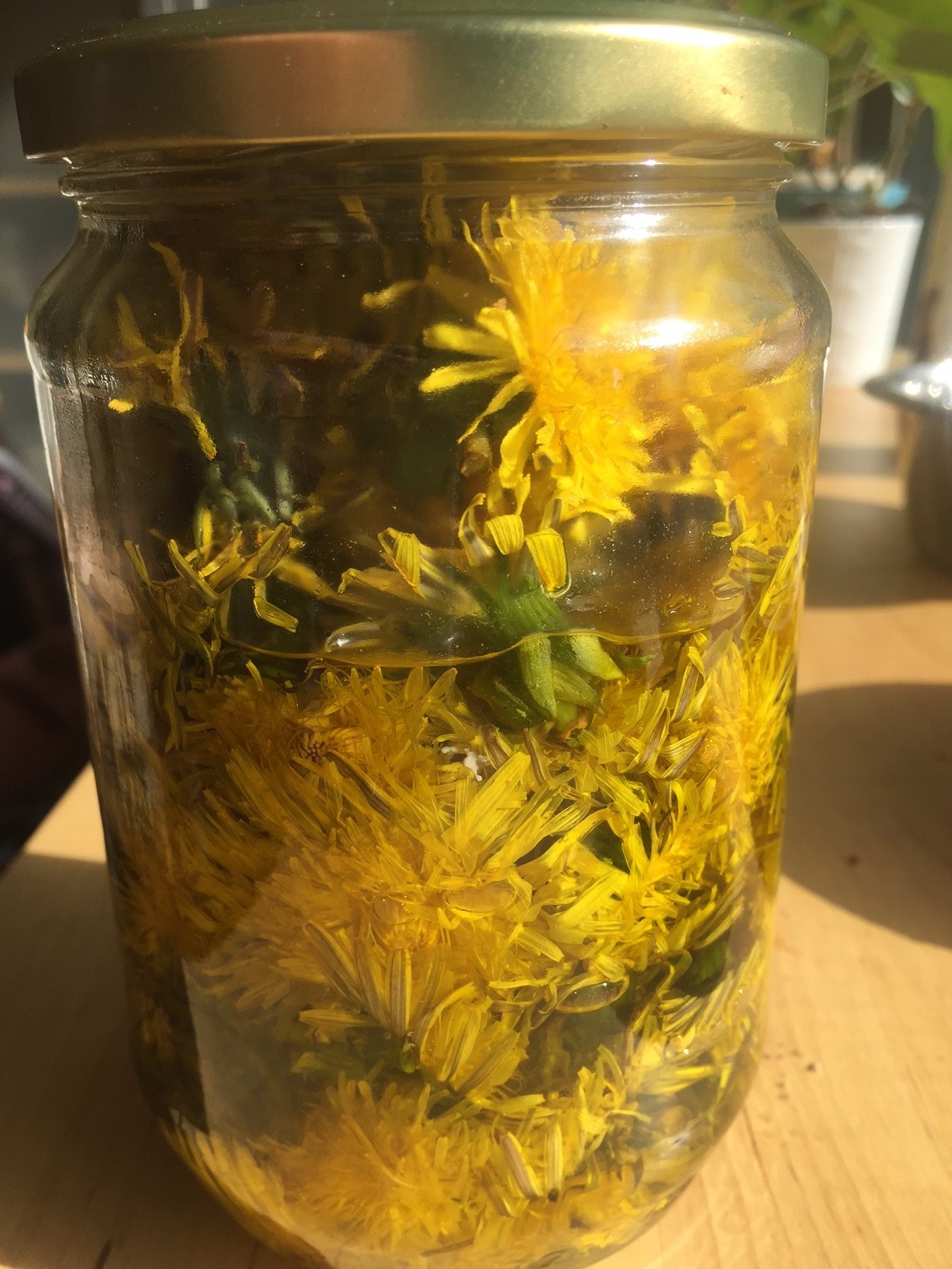 Make Your Own Dandelion Salve! It’s Easy! - Sugar Ridge Retreat Centre